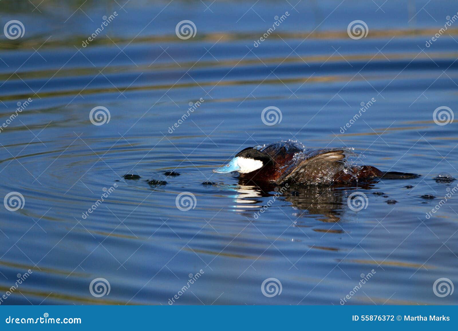 Pato Rubicundo, Jamaicensis Del Oxyura Foto de archivo - Imagen de ...
