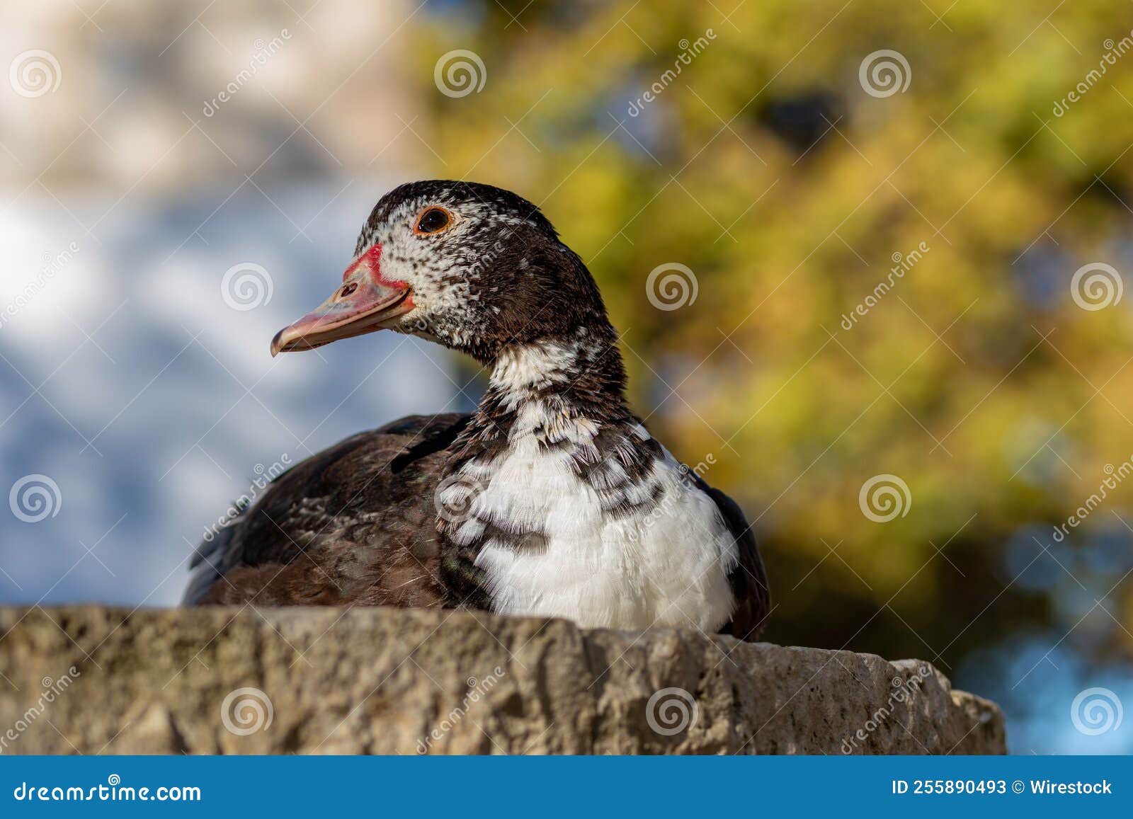 Pato Sentado En Una Roca Del Parque Imagen de archivo - Imagen de fauna ...