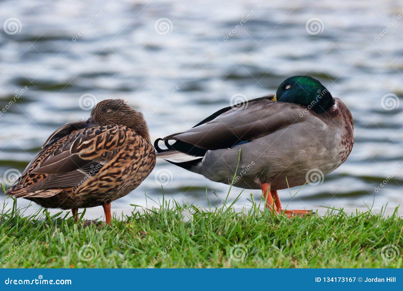 Pato Silvestre Drake Y Gallina Imagen de archivo - Imagen de anaranjado ...