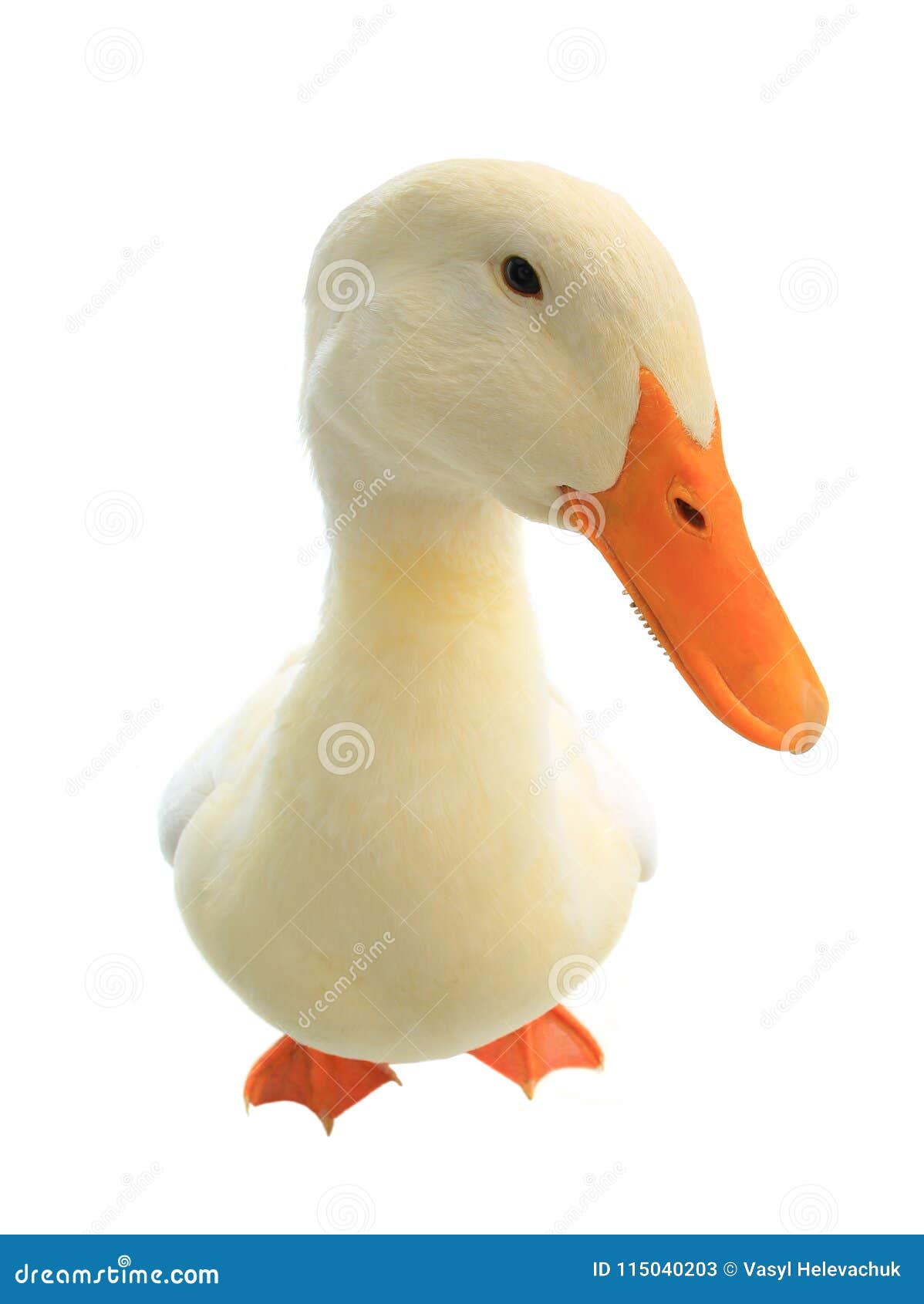 Pato Torcido Por Un Primer Granangular Imagen de archivo - Imagen de ...