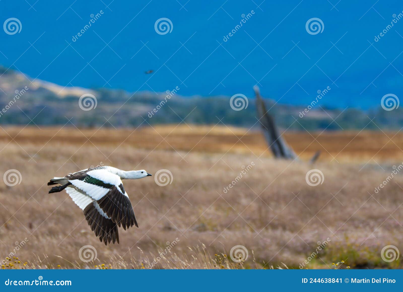 Pato voador imagem de stock. Imagem de ganso, wilderness - 244638841