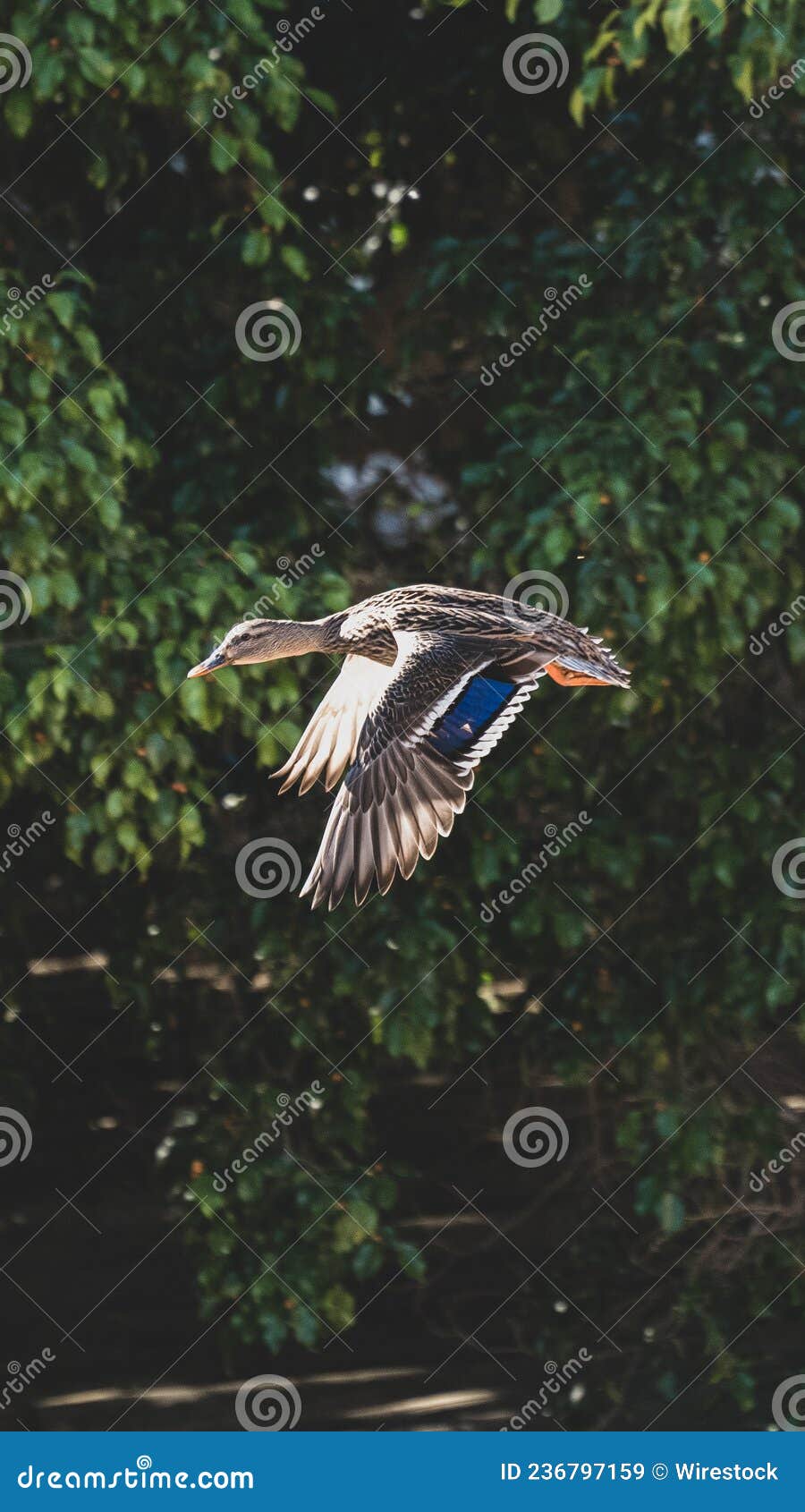 Pato volando. Duck Flying stock image. Image of nature - 236797159