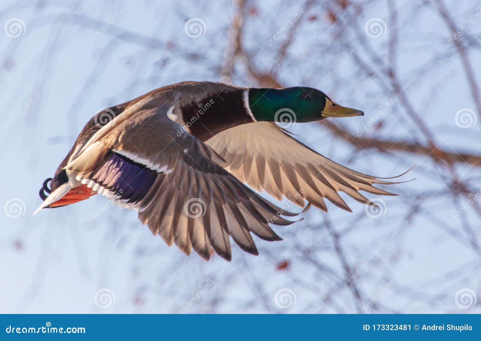 Pato volando en el cielo imagen de archivo. Imagen de verde - 173323481