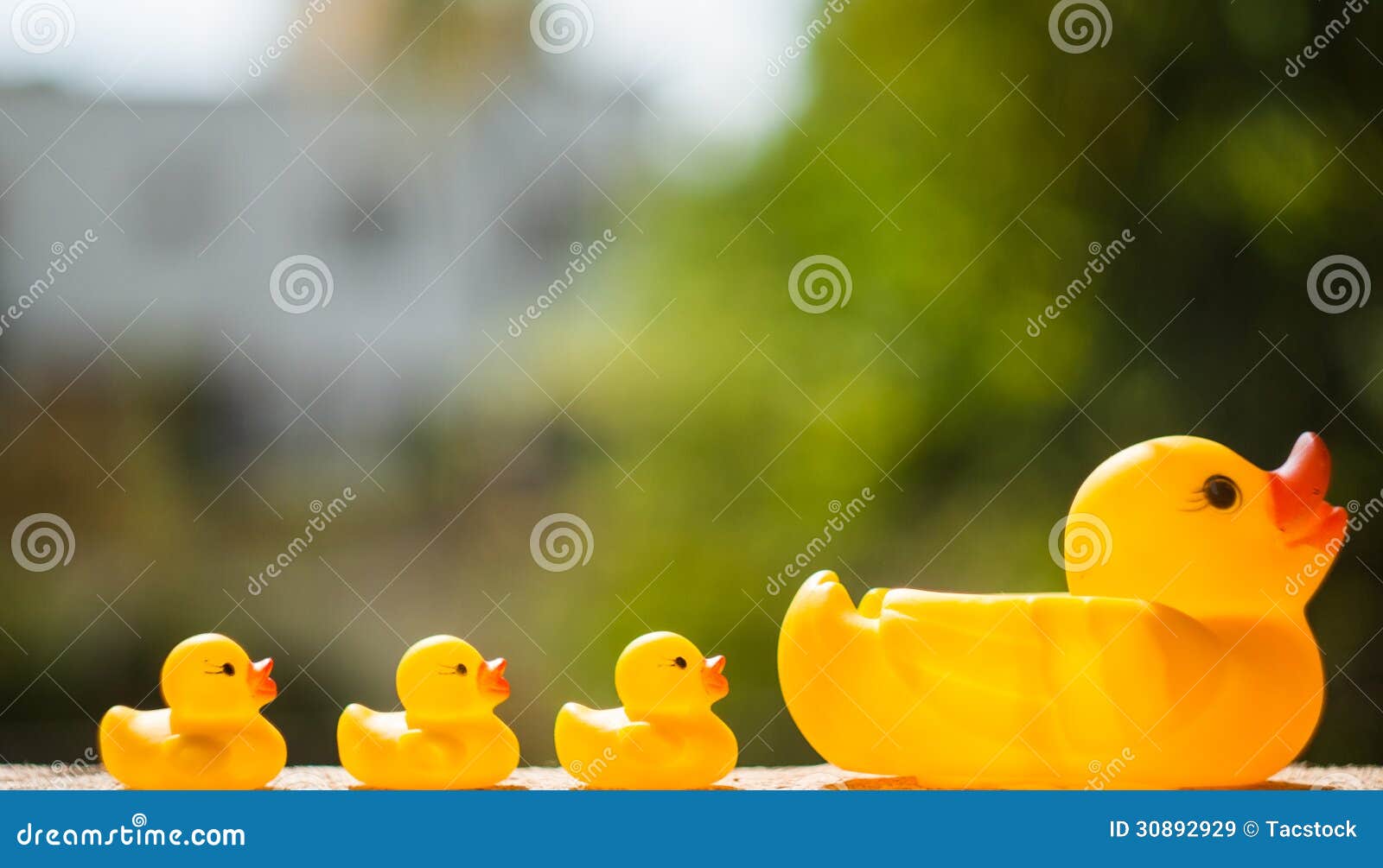 Pato y anadón imagen de archivo. Imagen de grupo, fondo - 30892929