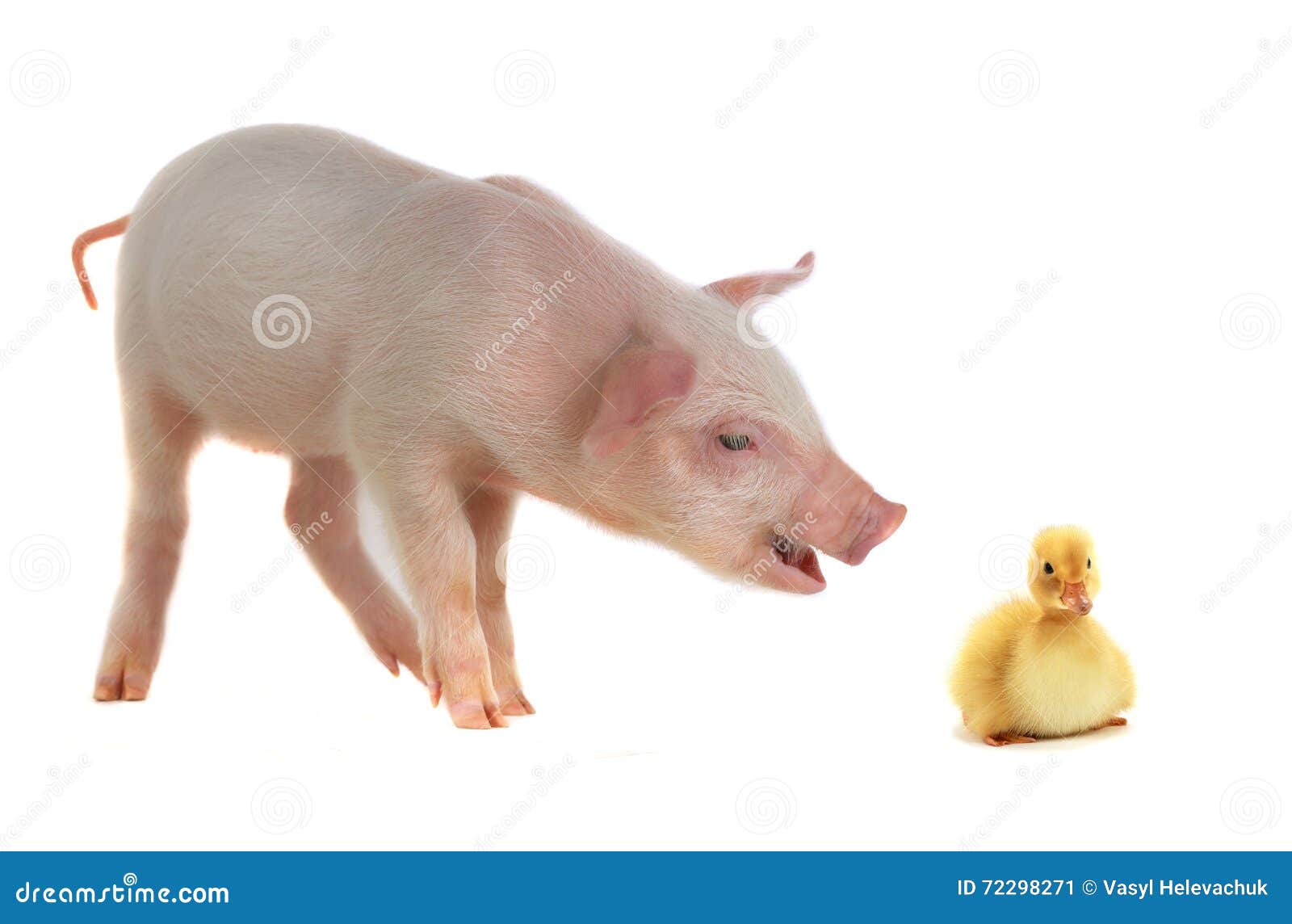 Pato y cerdo imagen de archivo. Imagen de imagen, cara - 72298271