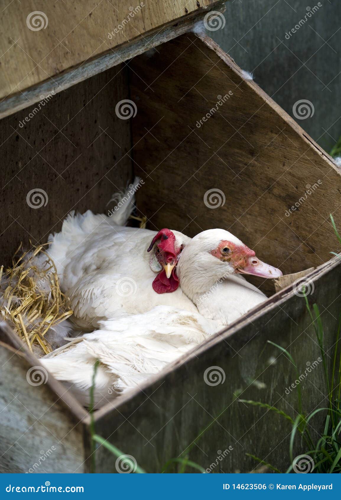 Pato y gallina foto de archivo. Imagen de poultry, agricultura - 14623506