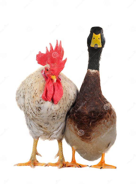 Pato y martillo foto de archivo. Imagen de aviar, pato - 17001826