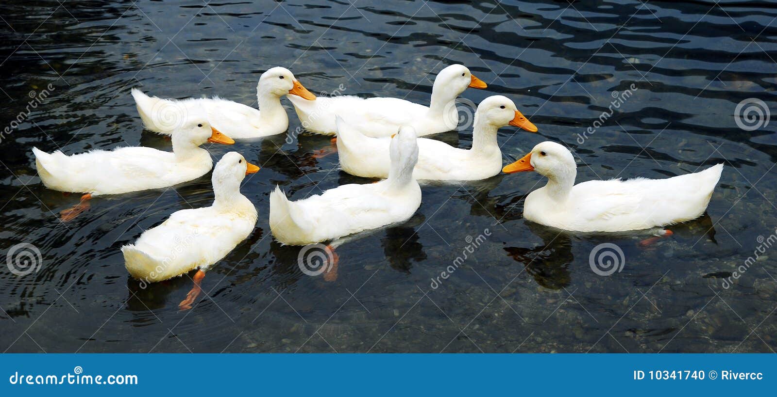 Patos foto de archivo. Imagen de nadada, pies, bathing - 10341740