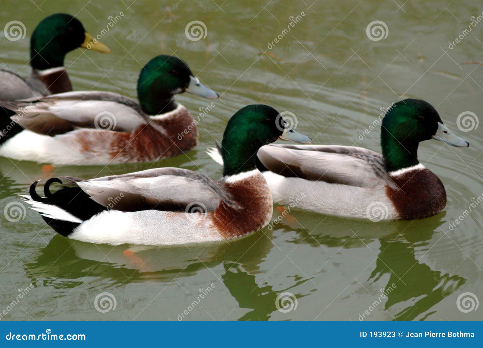 Patos imagen de archivo. Imagen de patos, granja, mascotas - 193923