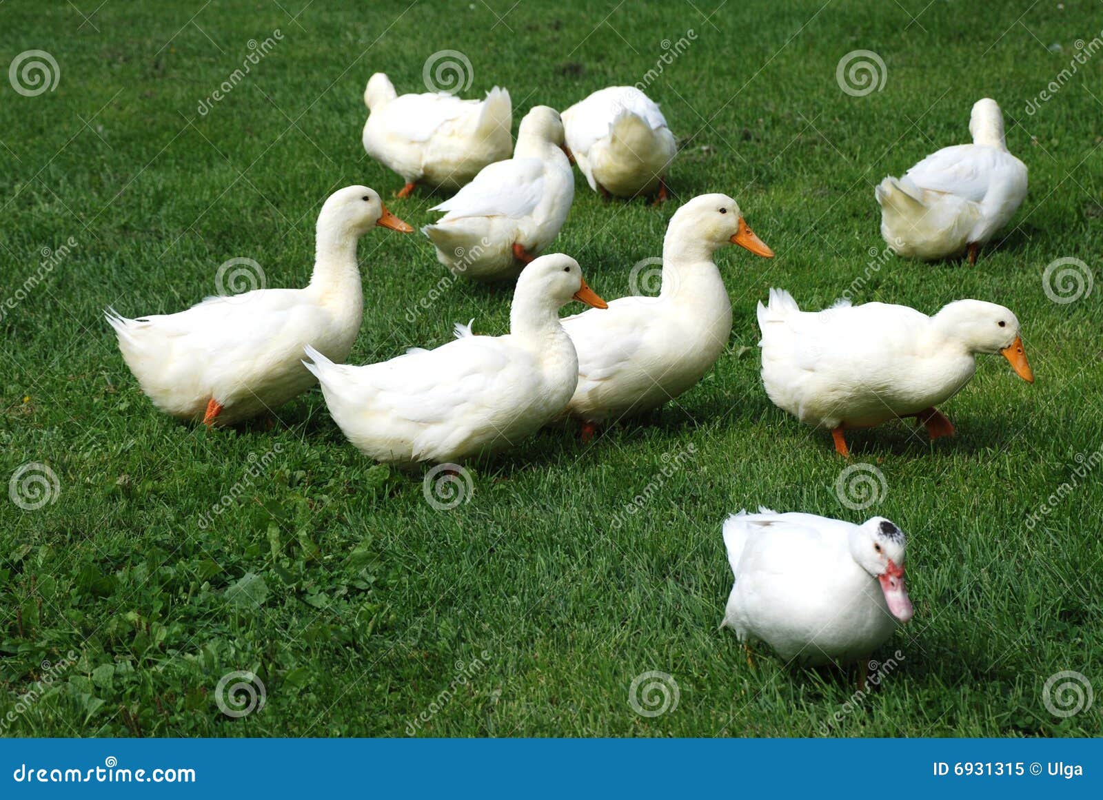 Patos imagen de archivo. Imagen de joven, fauna, rural - 6931315