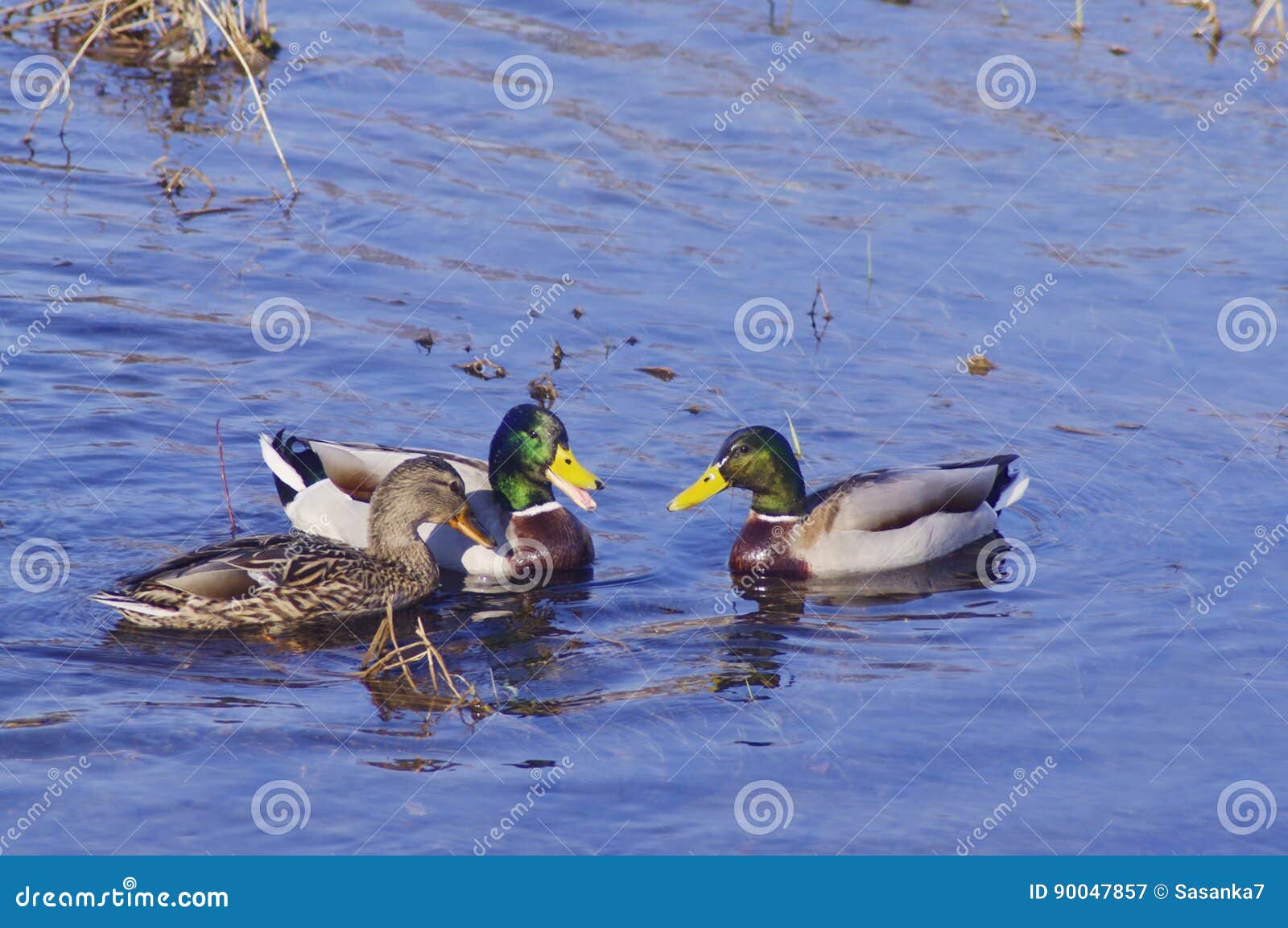 Patos imagen de archivo. Imagen de farming, behind, carne - 90047857