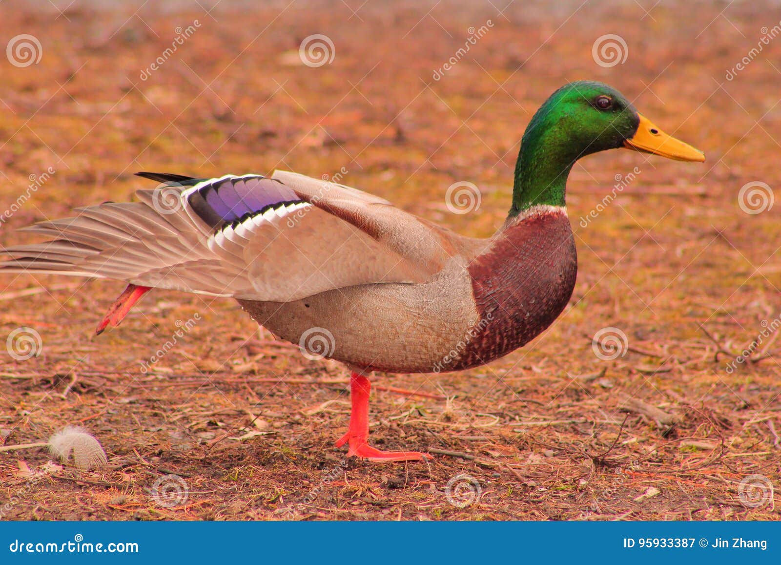 Patos imagen de archivo. Imagen de toma, fauna, verano - 95933387