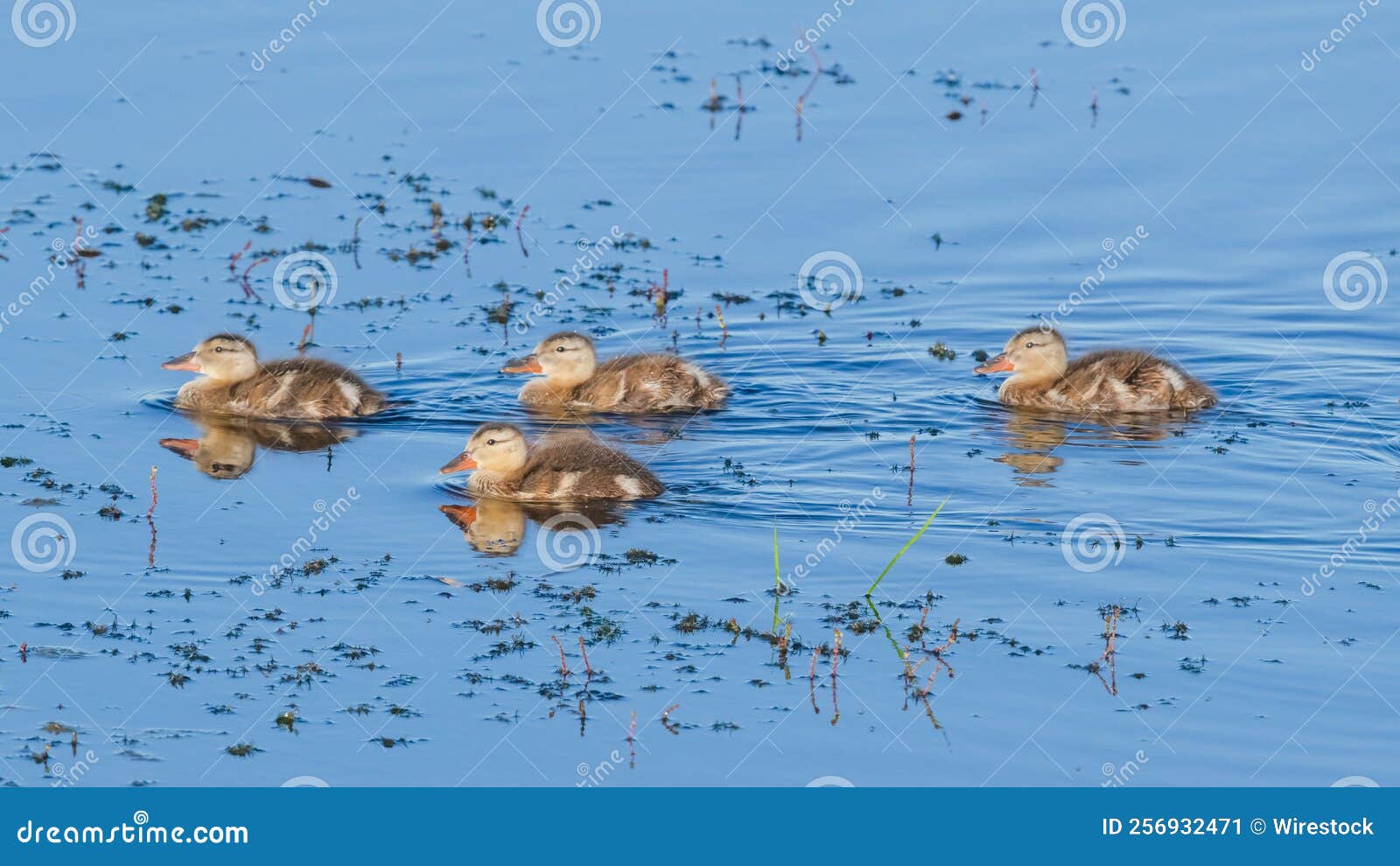 Patos Albinos Nadando En El Lago. Imagen de archivo - Imagen de cubo ...
