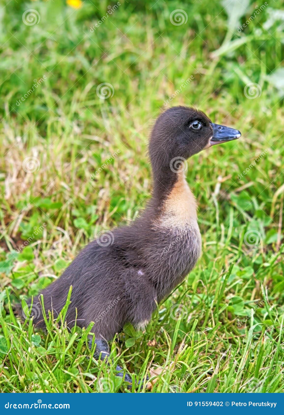 Patos azules foto de archivo. Imagen de verde, favorito - 91559402