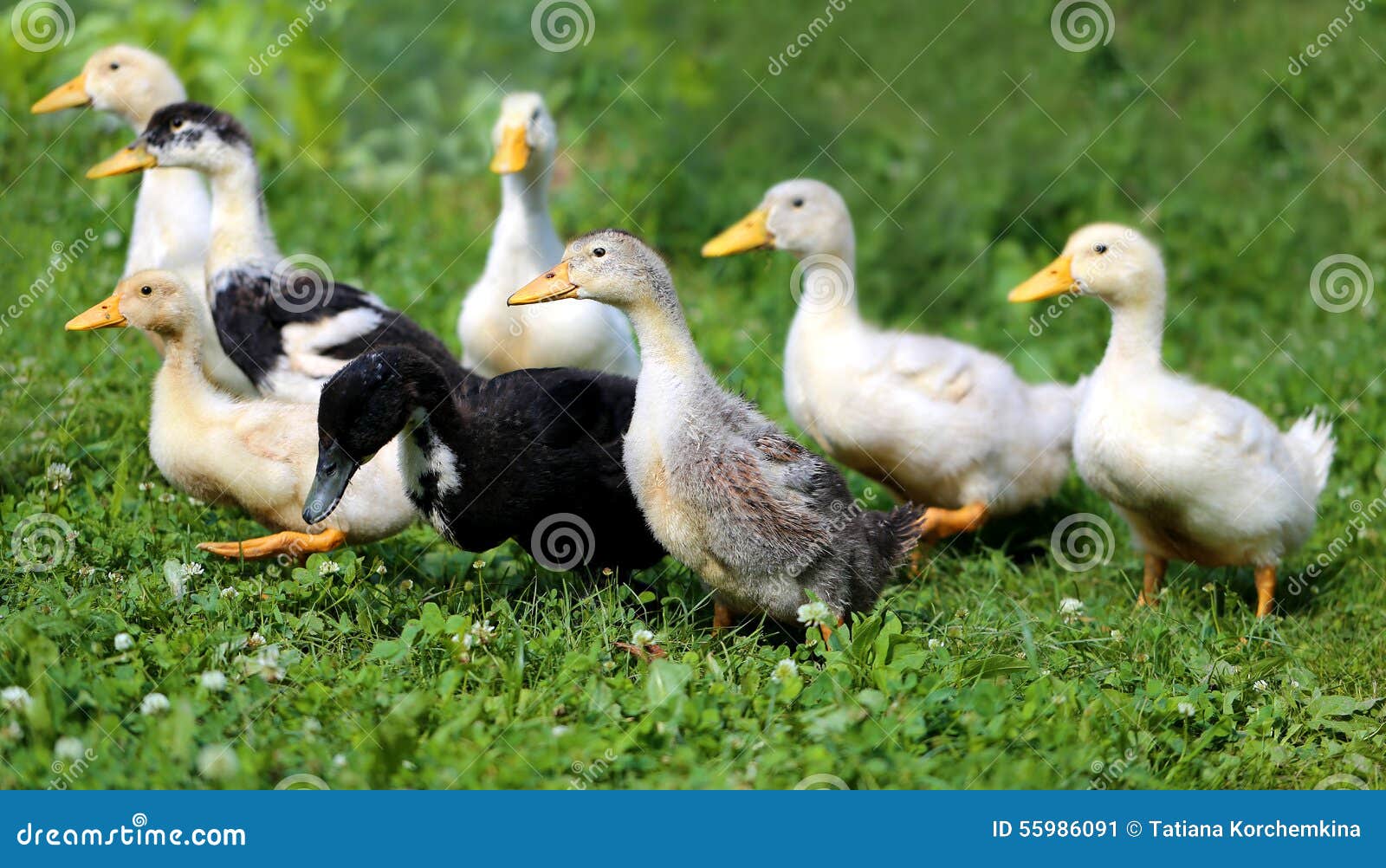 Patos bonitos imagem de stock. Imagem de nadada, exterior - 55986091