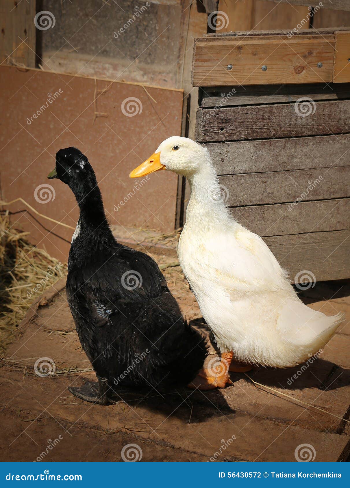 Patos bonitos foto de stock. Imagem de beijo, nadada - 56430572