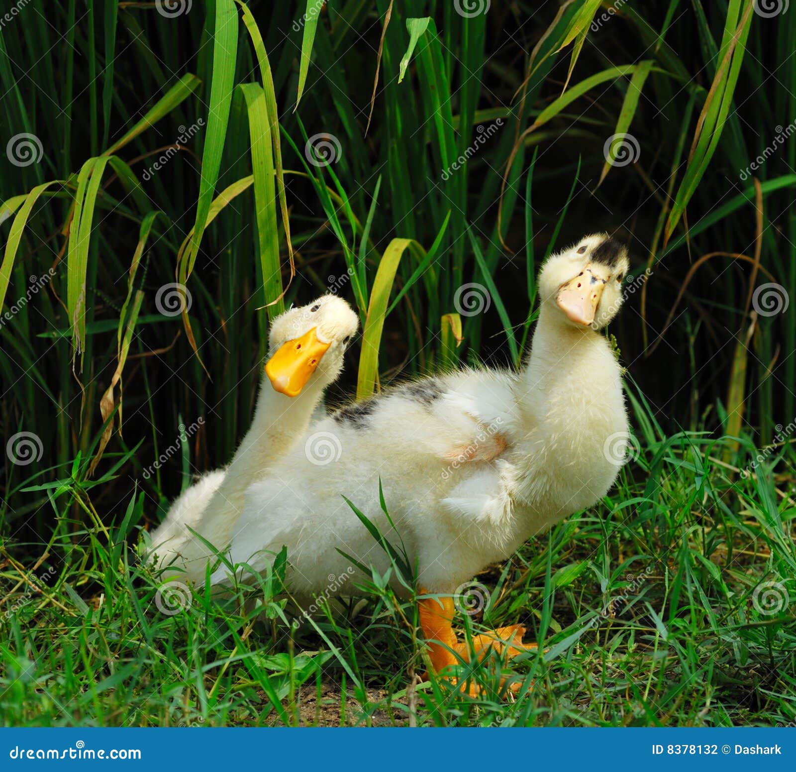 Patos bonitos foto de stock. Imagem de colheita, cultive - 8378132