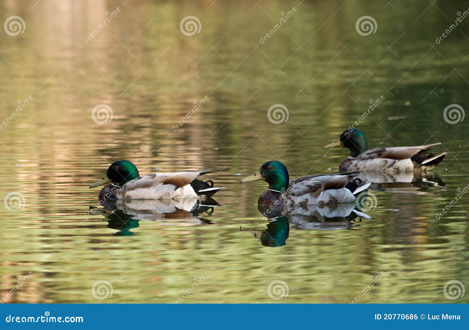Patos coloridos no lago foto de stock. Imagem de exterior - 20770686
