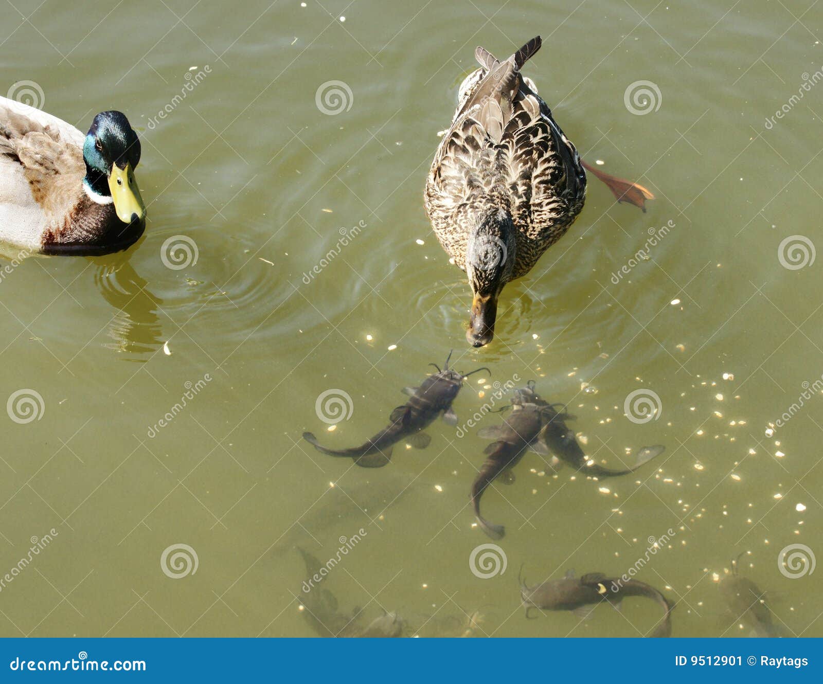 Patos con los pescados imagen de archivo. Imagen de pescados - 9512901