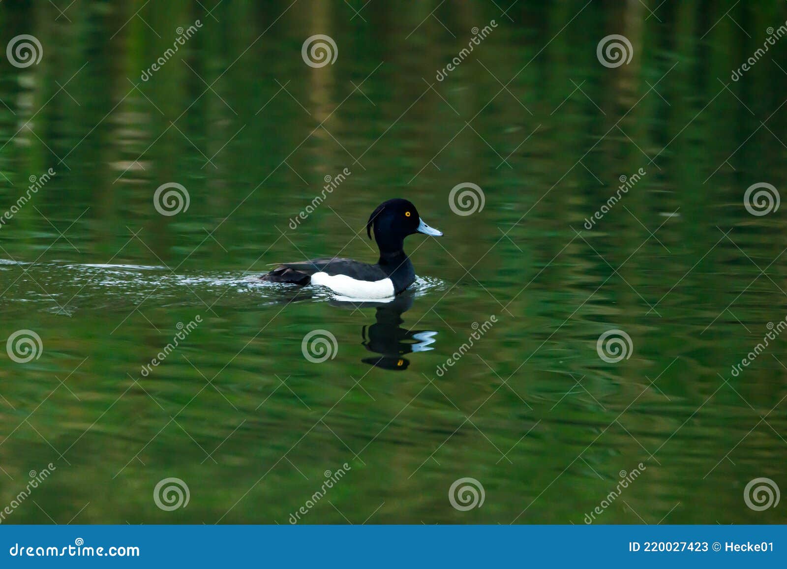 Patos copetudos en un río imagen de archivo. Imagen de agua - 220027423