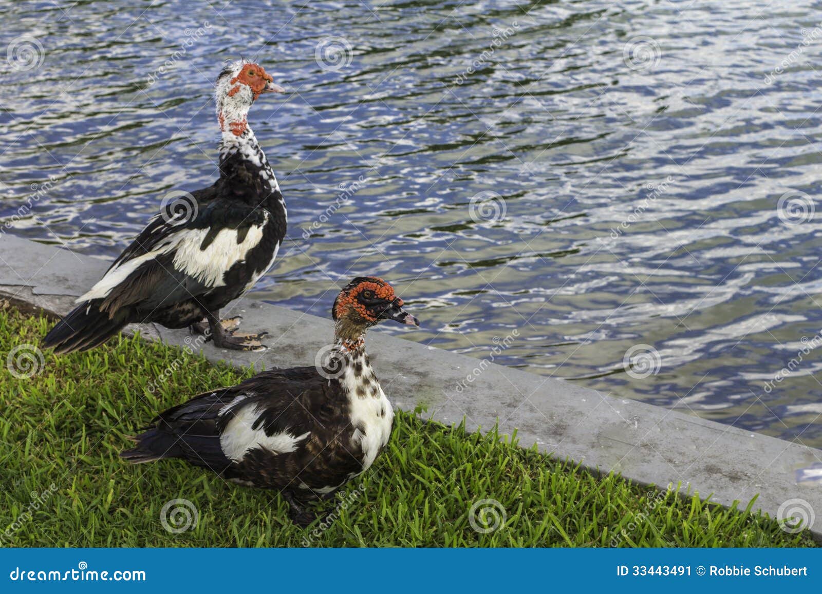 Patos de Muscovy imagen de archivo. Imagen de pista, aves - 33443491