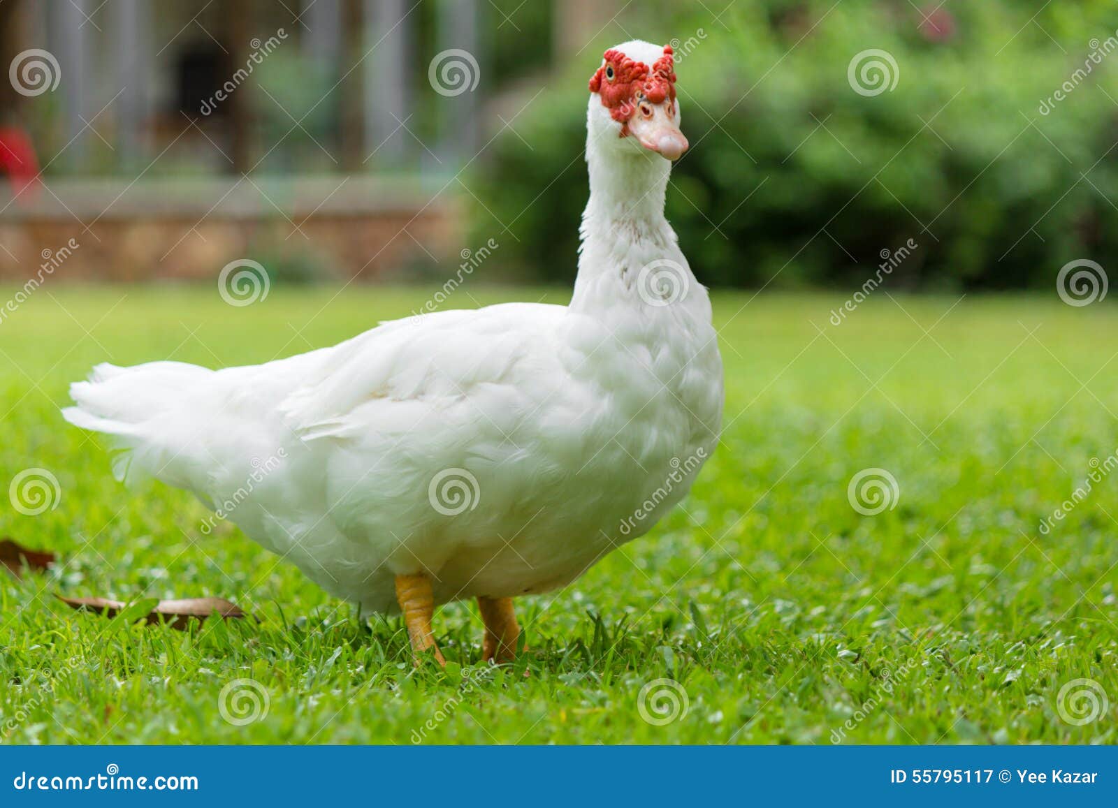 Patos de muscovy blancos imagen de archivo. Imagen de parque - 55795117