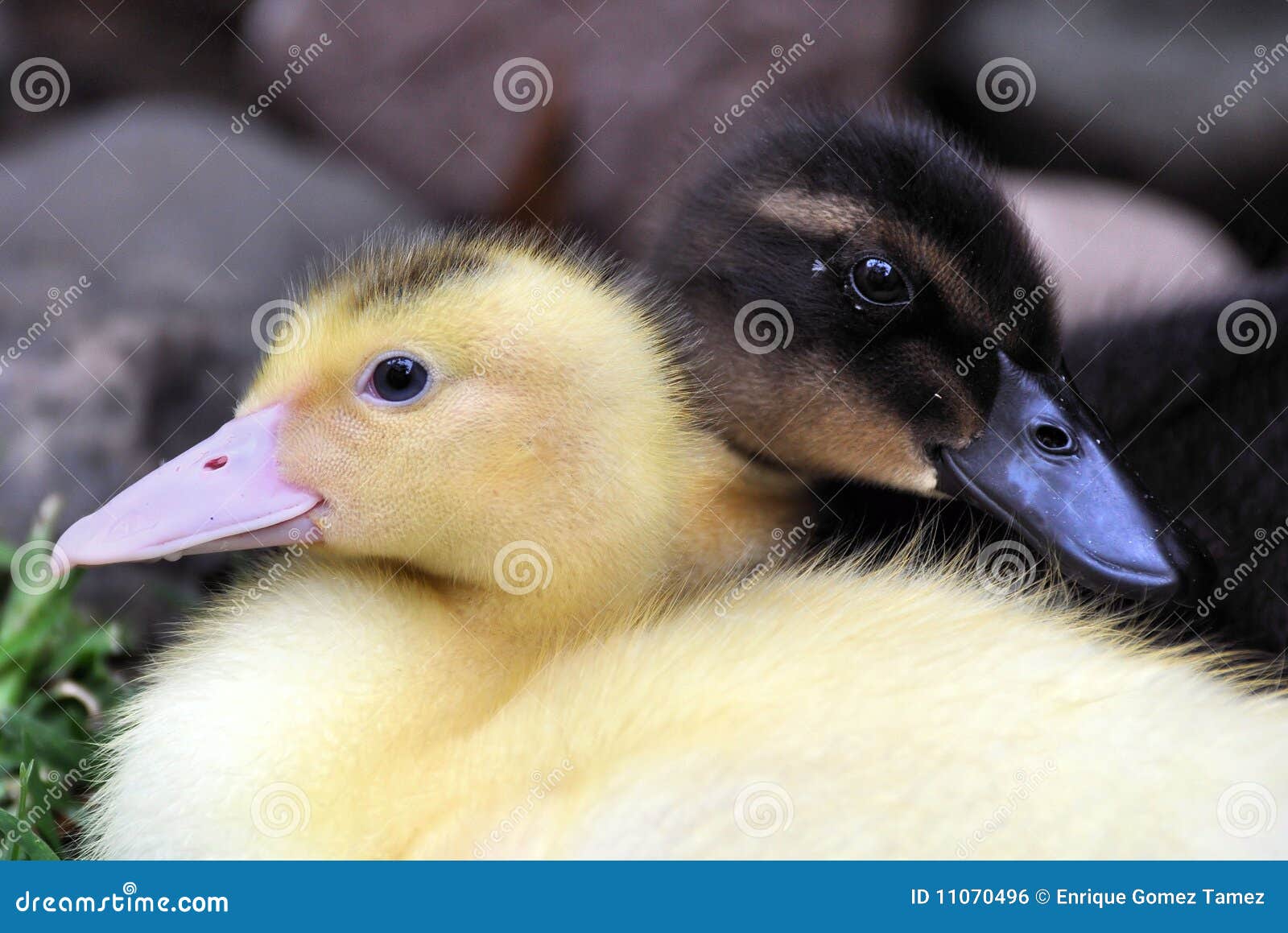 Patos del bebé foto de archivo. Imagen de americano, plumas - 11070496