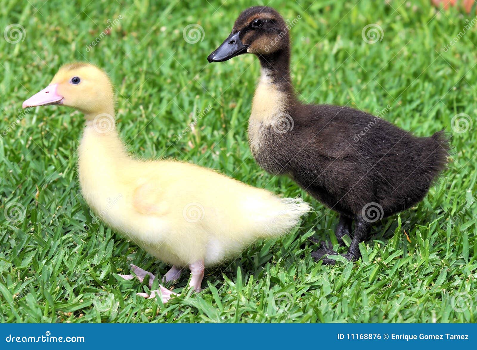 Patos del bebé foto de archivo. Imagen de pato, negro - 11168876