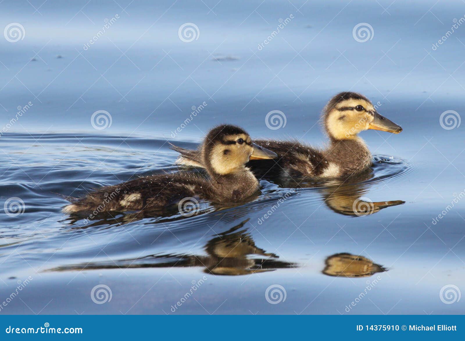 Patos del bebé foto de archivo. Imagen de aves, plumaje - 14375910