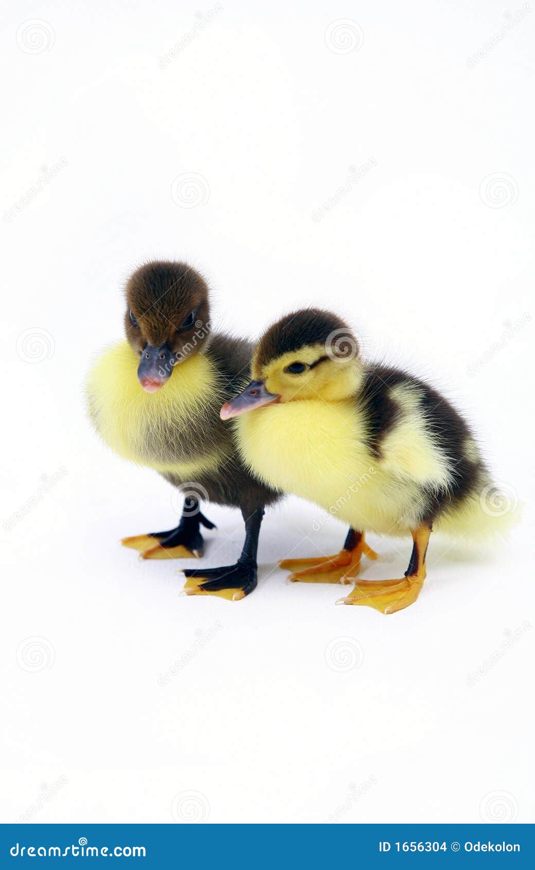 Patos del bebé foto de archivo. Imagen de corral, negro - 1656304