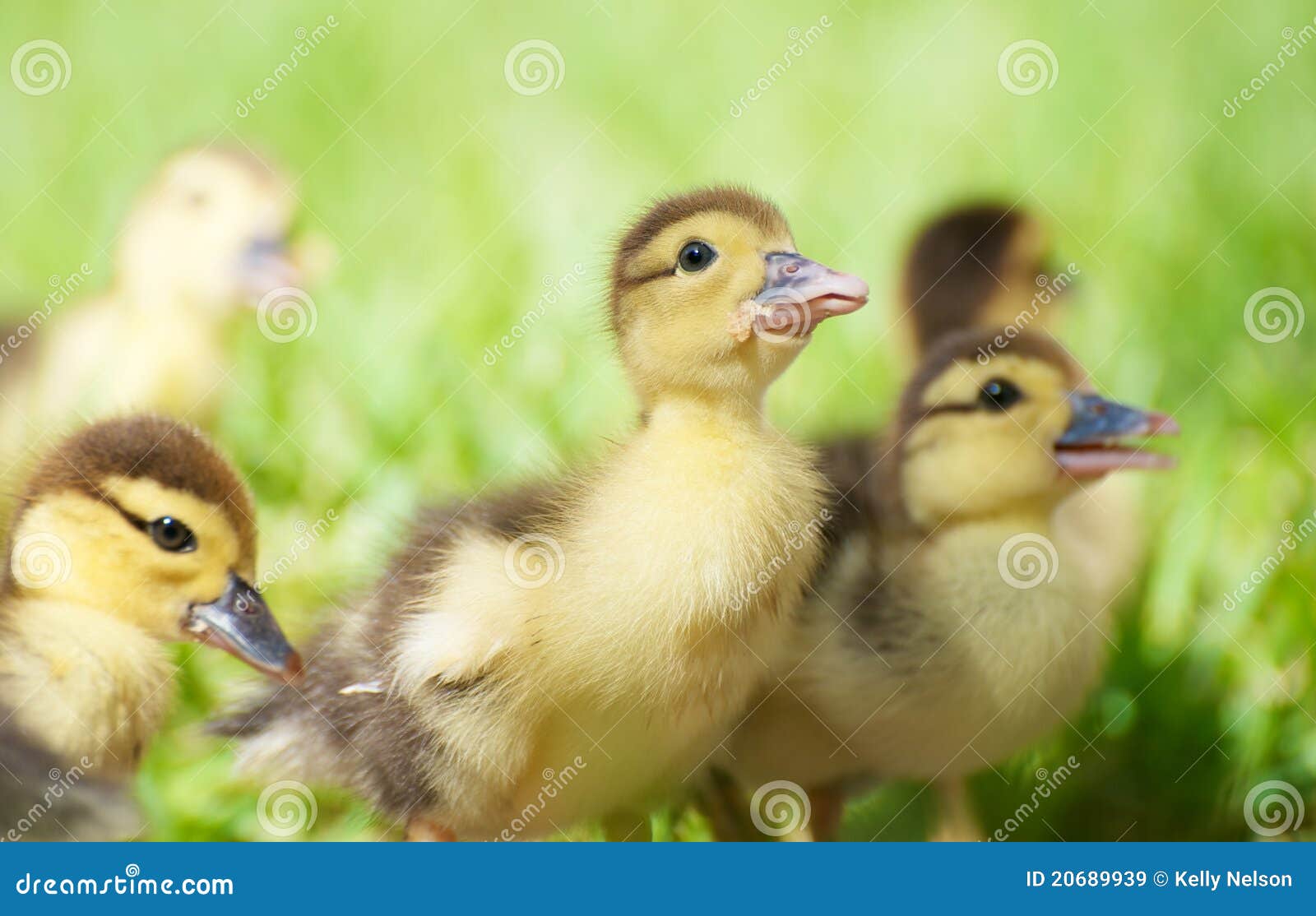 Patos del bebé. imagen de archivo. Imagen de adorable - 20689939