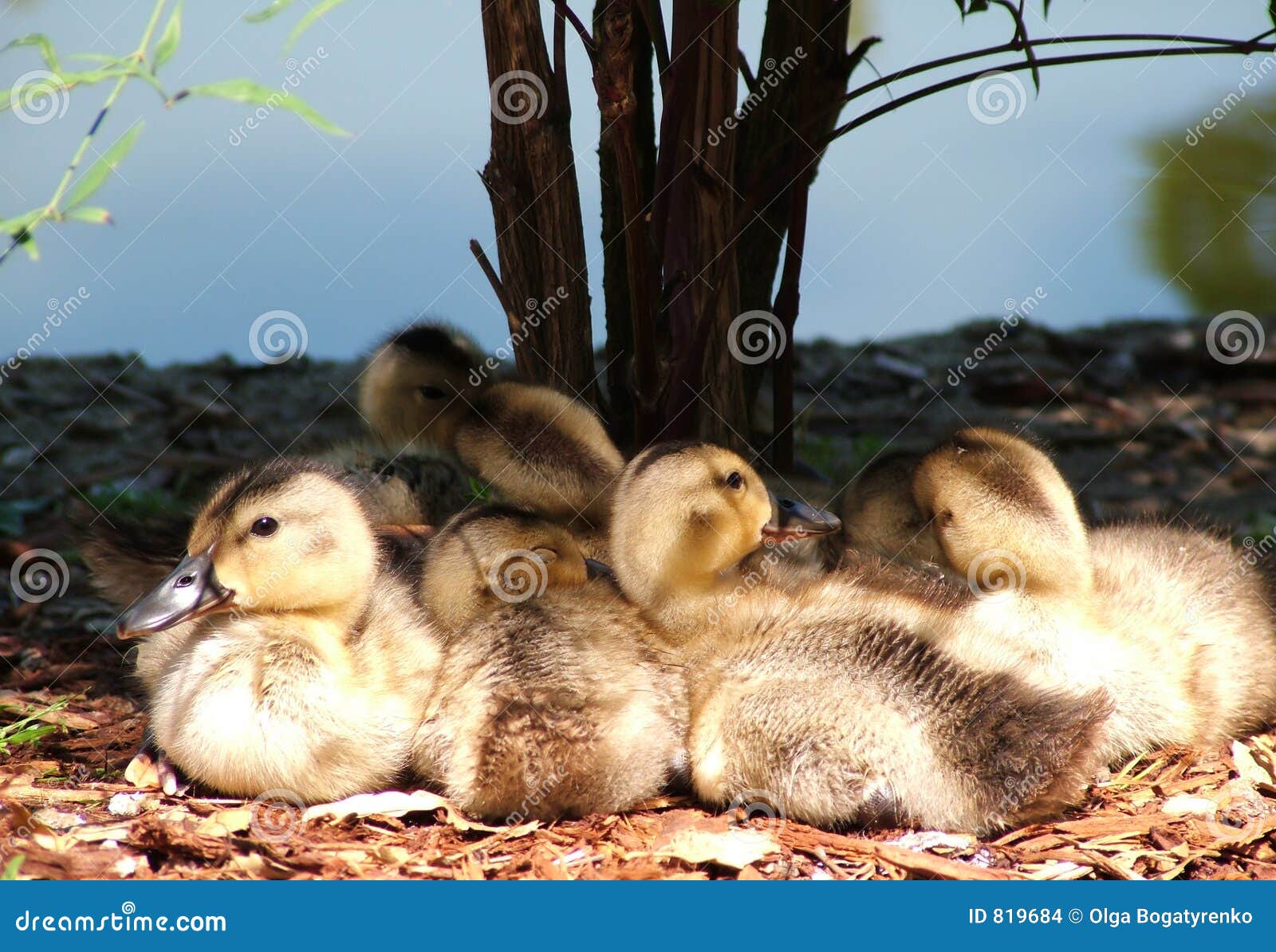 Patos del bebé foto de archivo. Imagen de cortina, hermane - 819684