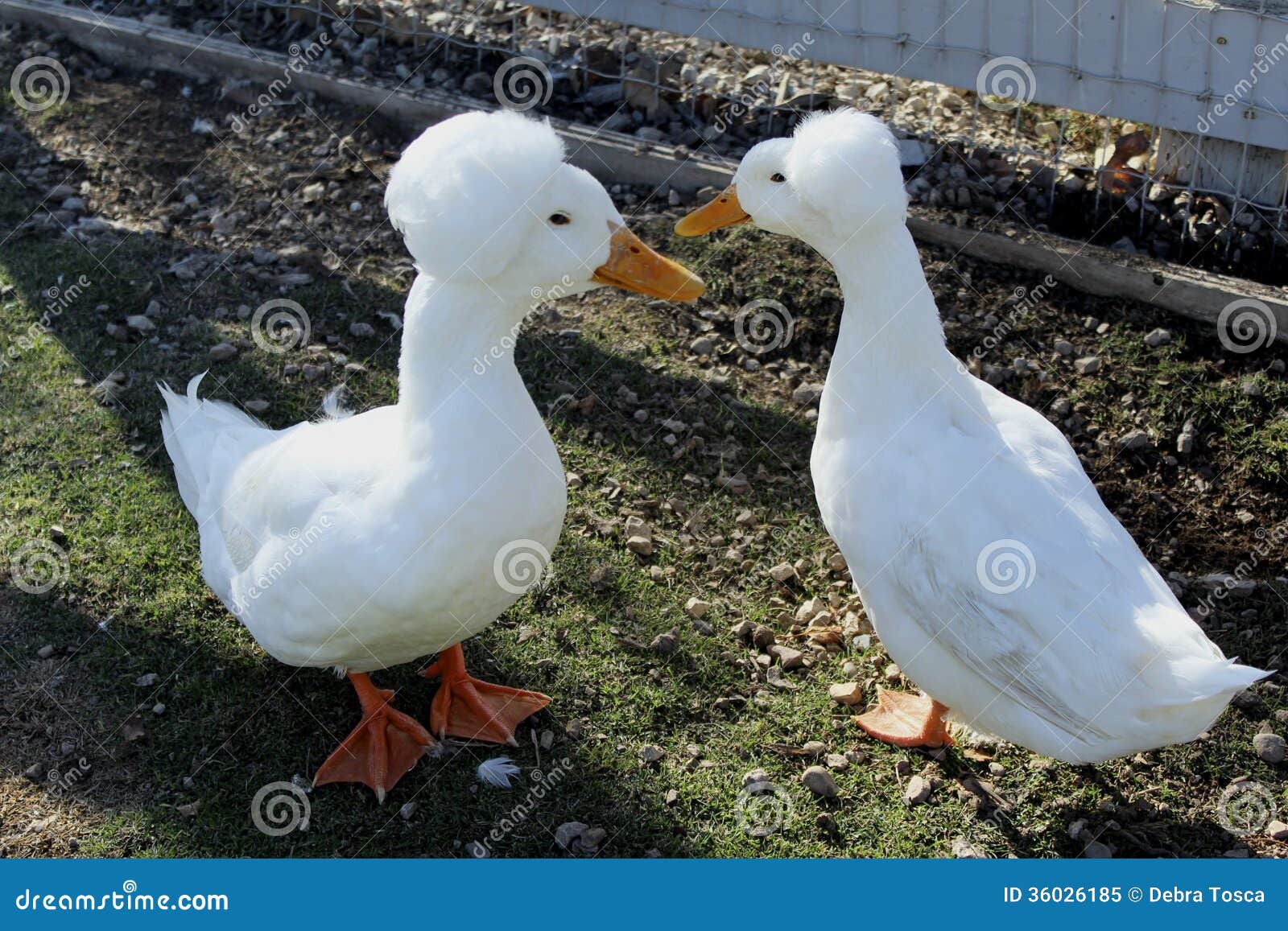 Patos Del Pelo Mullido Blanco Imagen de archivo - Imagen de blanco ...