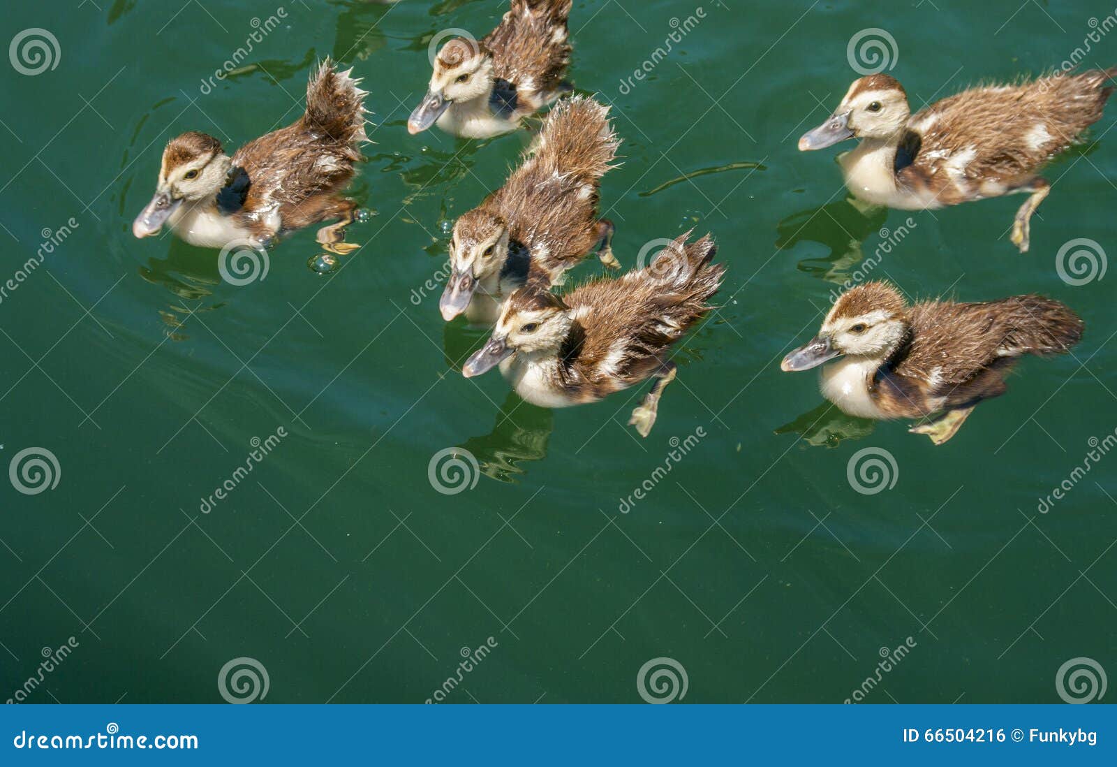 Patos do bebê foto de stock. Imagem de bebê, pintainho - 66504216