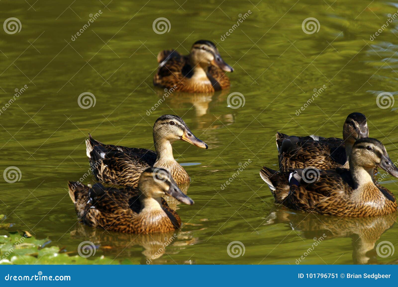 Patos em um lago fishing imagem de stock. Imagem de fazenda - 101796751