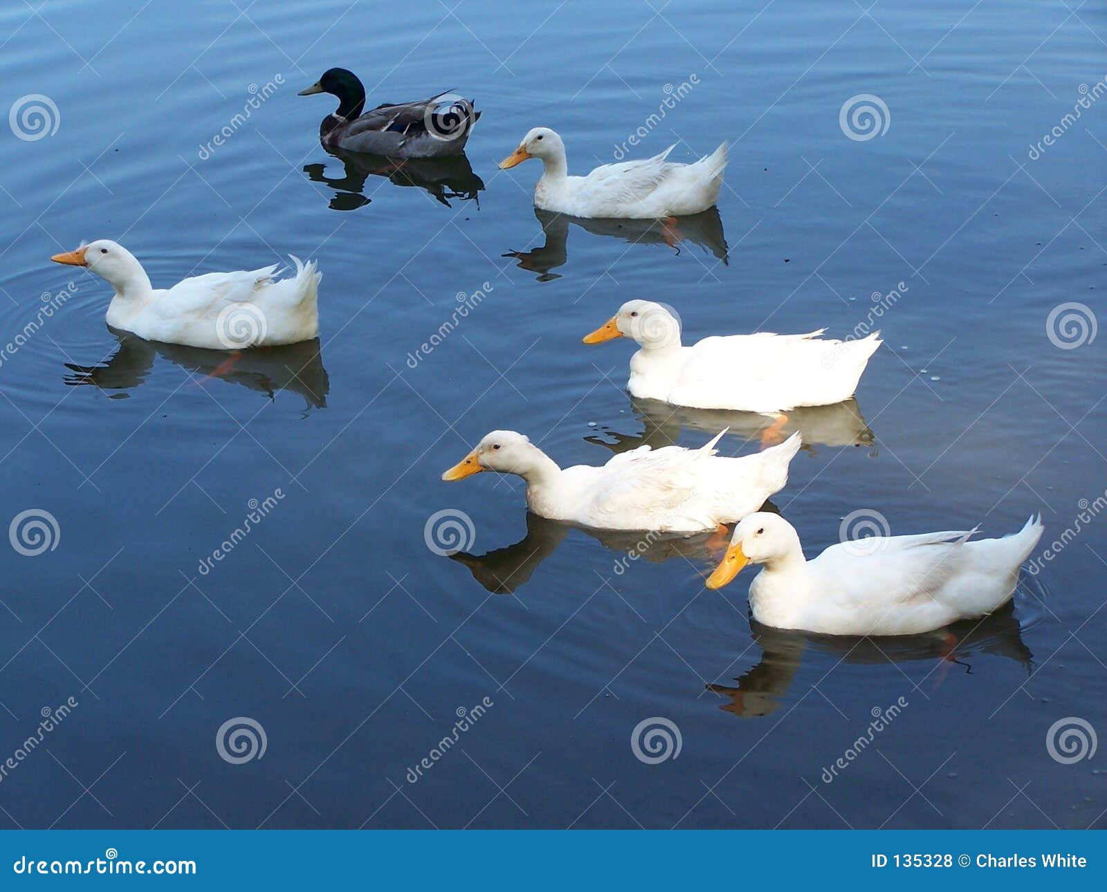 Patos en agua azul foto de archivo. Imagen de cisnes, pato - 135328