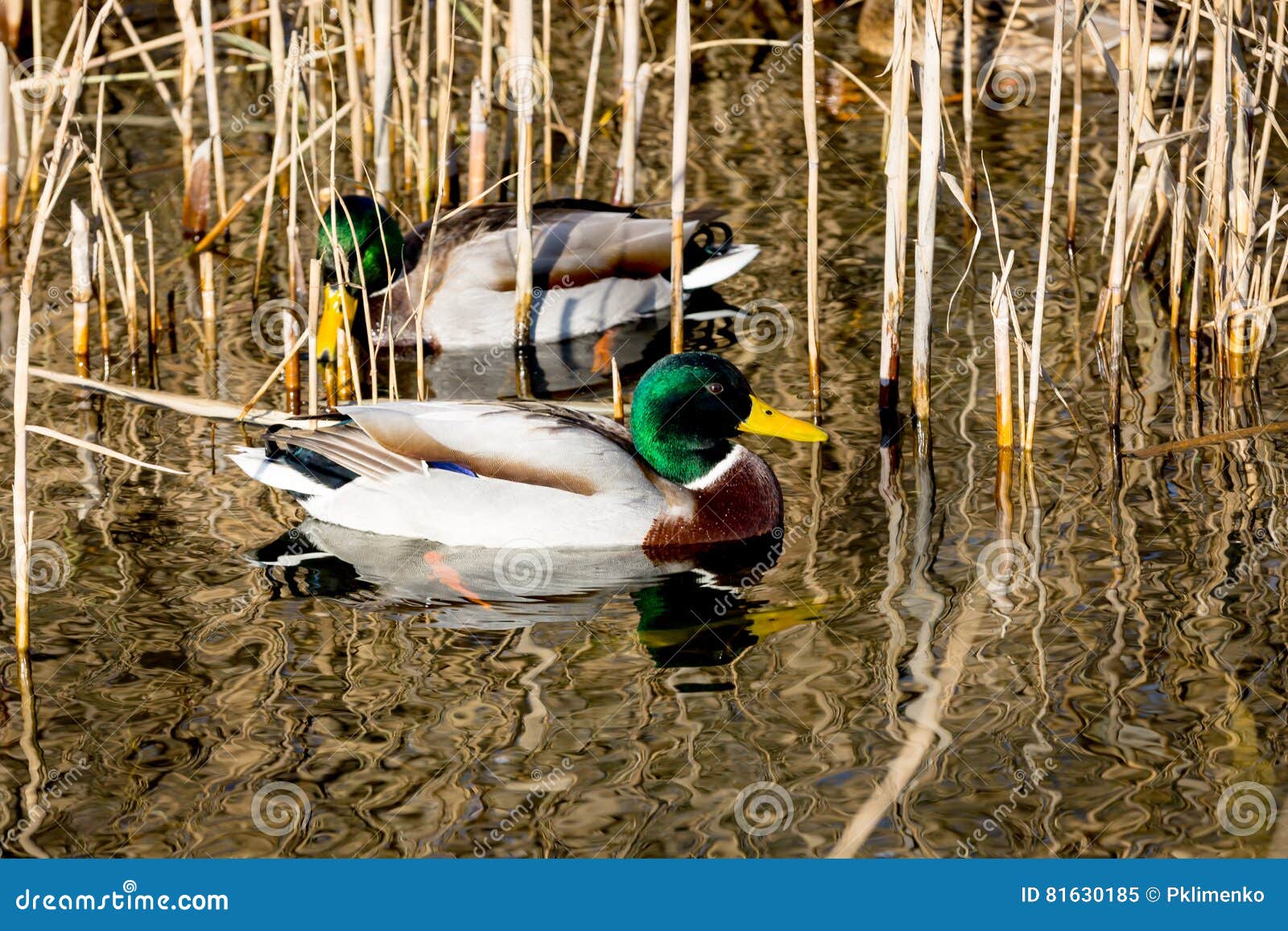 Patos en agua del lago imagen de archivo. Imagen de lago - 81630185