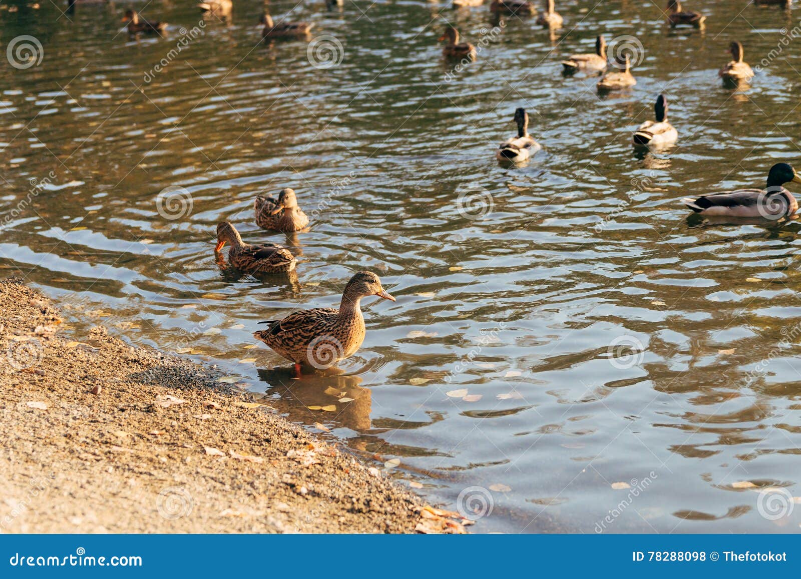 Patos en el agua del lago foto de archivo. Imagen de agua - 78288098