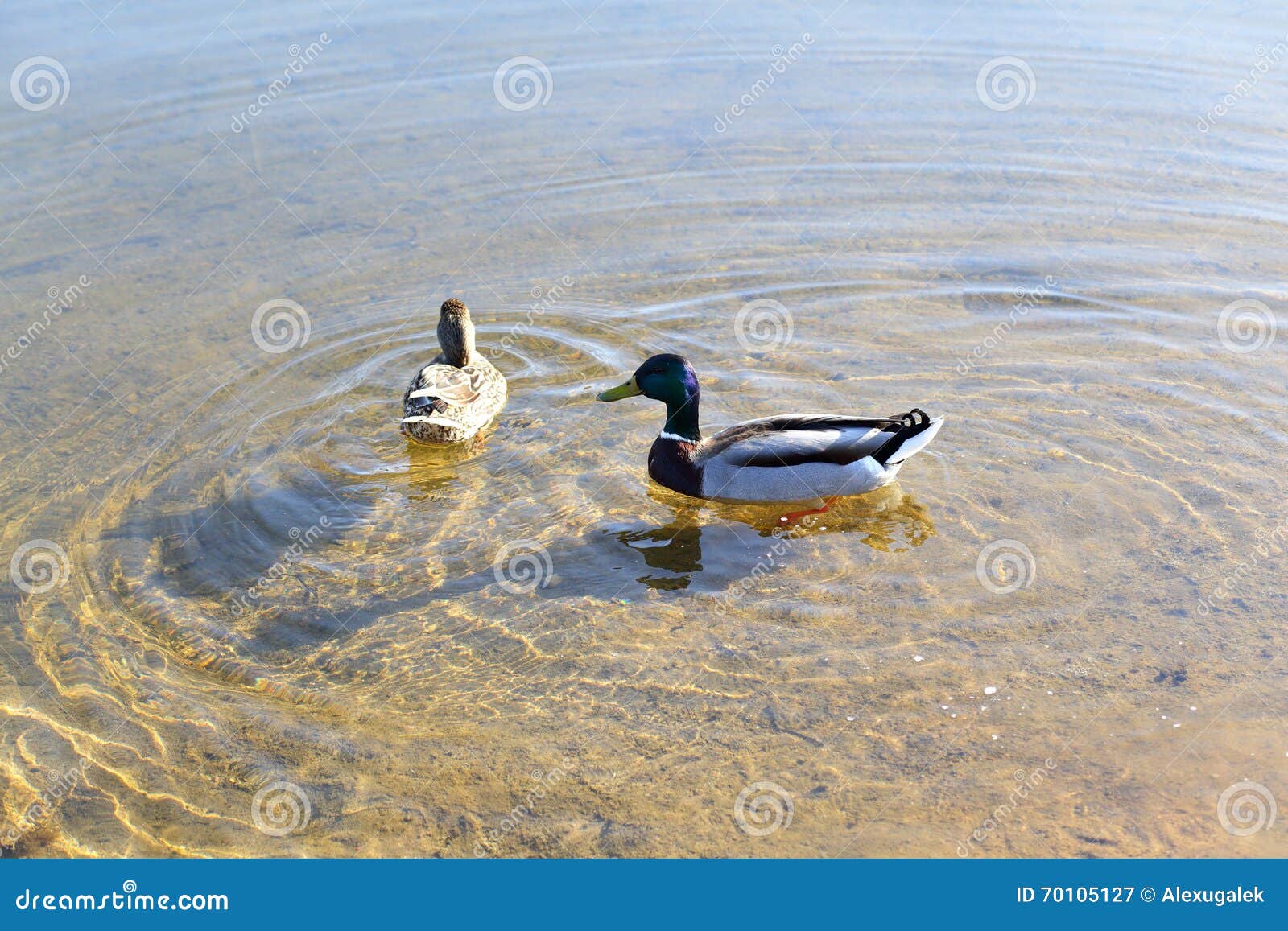 Patos En El Agua En El Lago Imagen de archivo - Imagen de salvaje ...