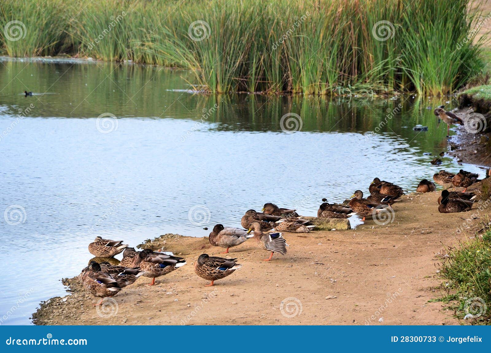 Patos en el borde del lago imagen de archivo. Imagen de lago - 28300733