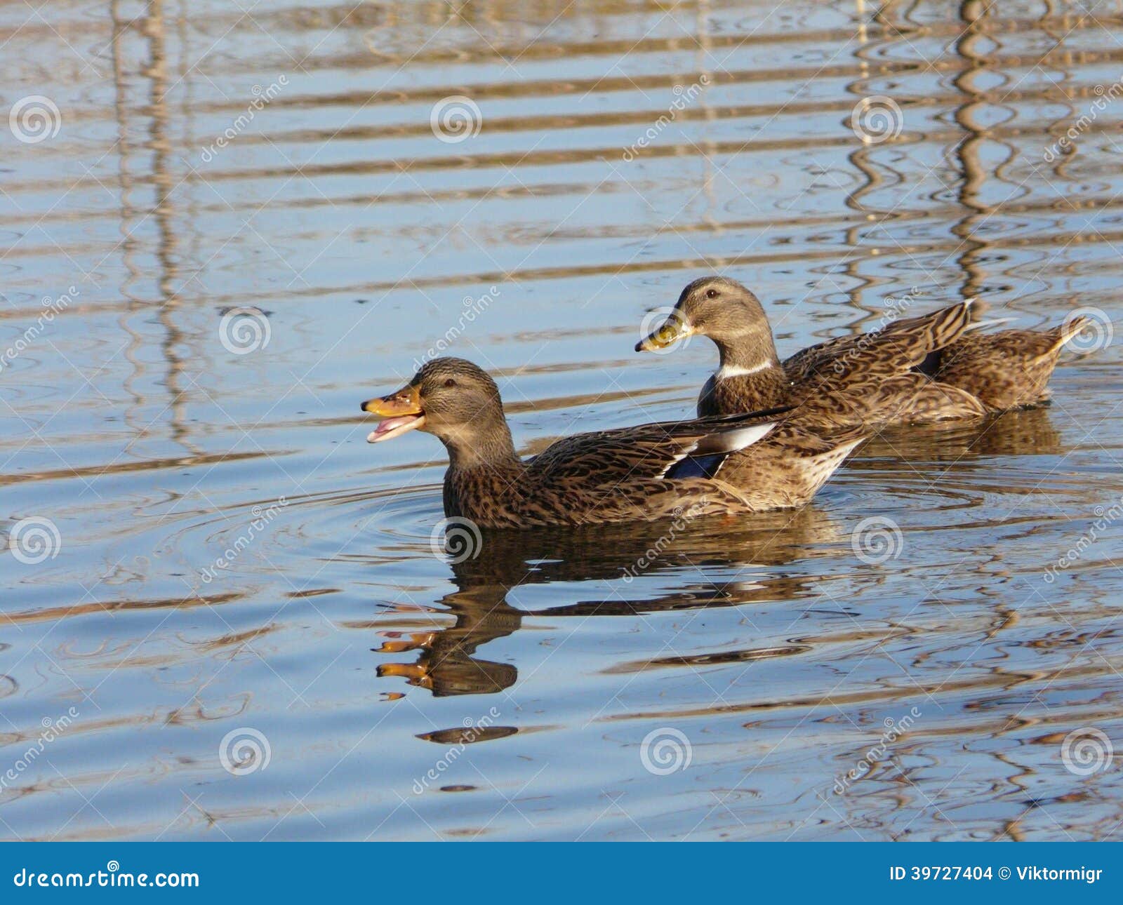 Patos en el lago foto de archivo. Imagen de turismo, agua - 39727404