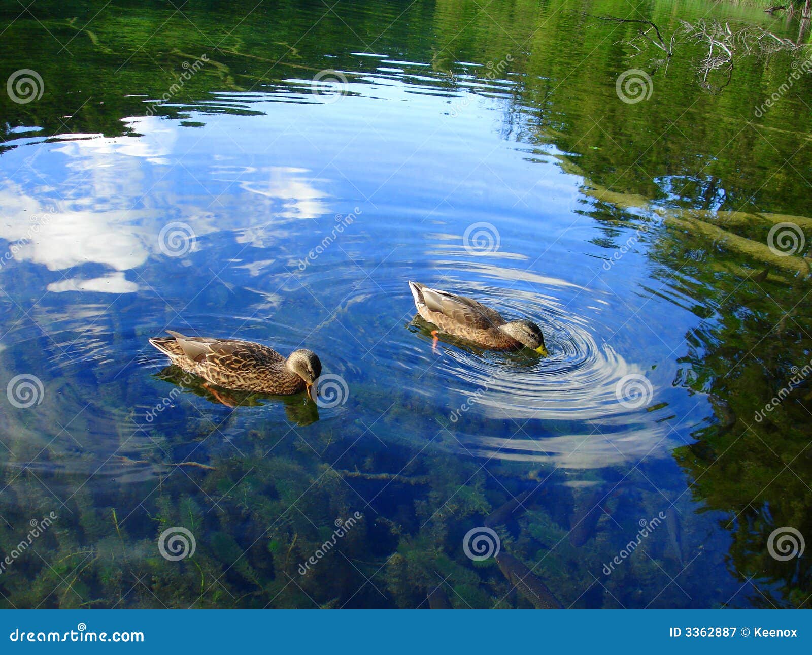Patos en el lago Plitvice imagen de archivo. Imagen de marina - 3362887