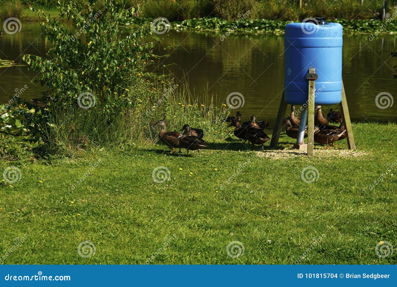 Patos en un lago fishing foto de archivo. Imagen de grande - 101815704