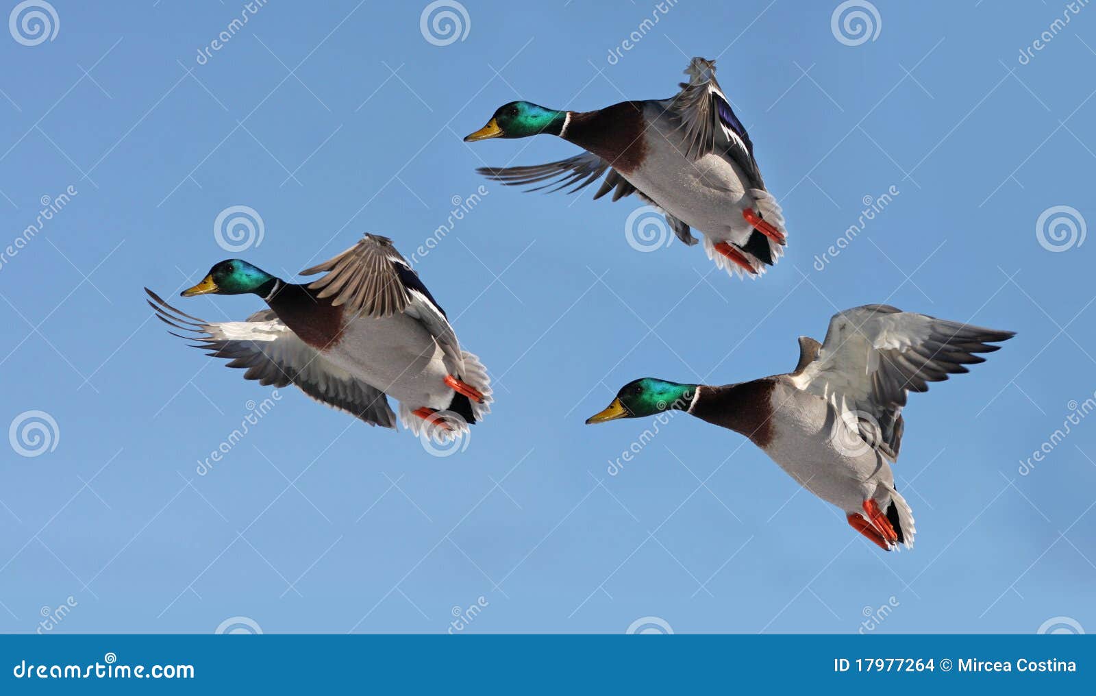 Patos en vuelo foto de archivo. Imagen de buscado, starting - 17977264