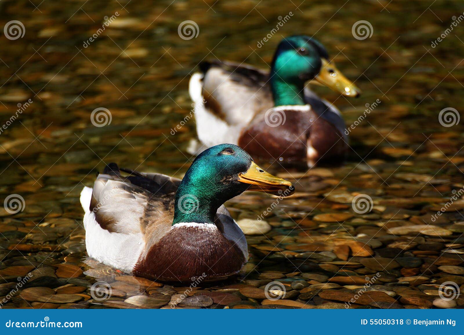 Patos felices foto de archivo. Imagen de feliz, aves - 55050318