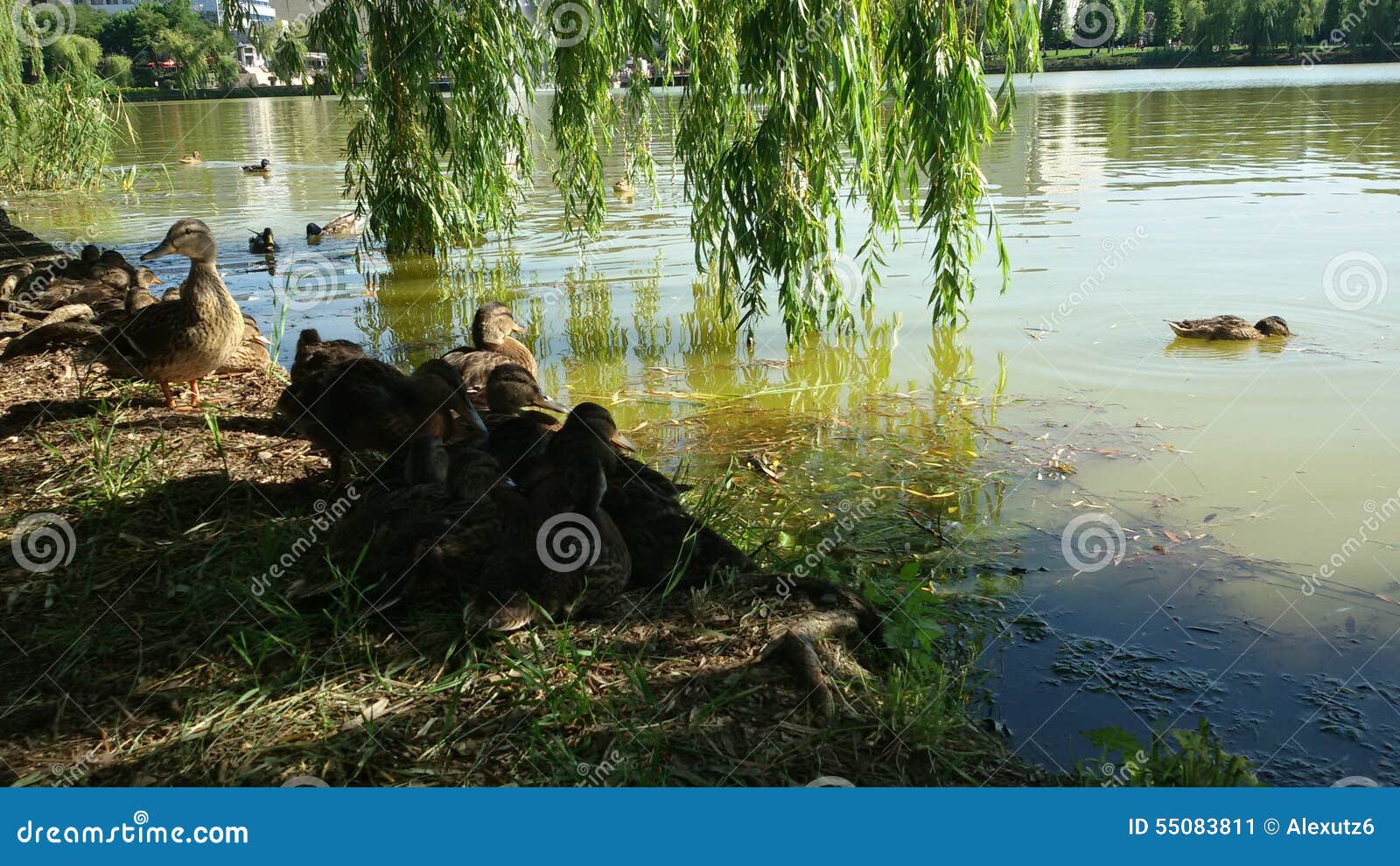 Patos & lago imagem de stock. Imagem de selvagem, lagoa - 55083811