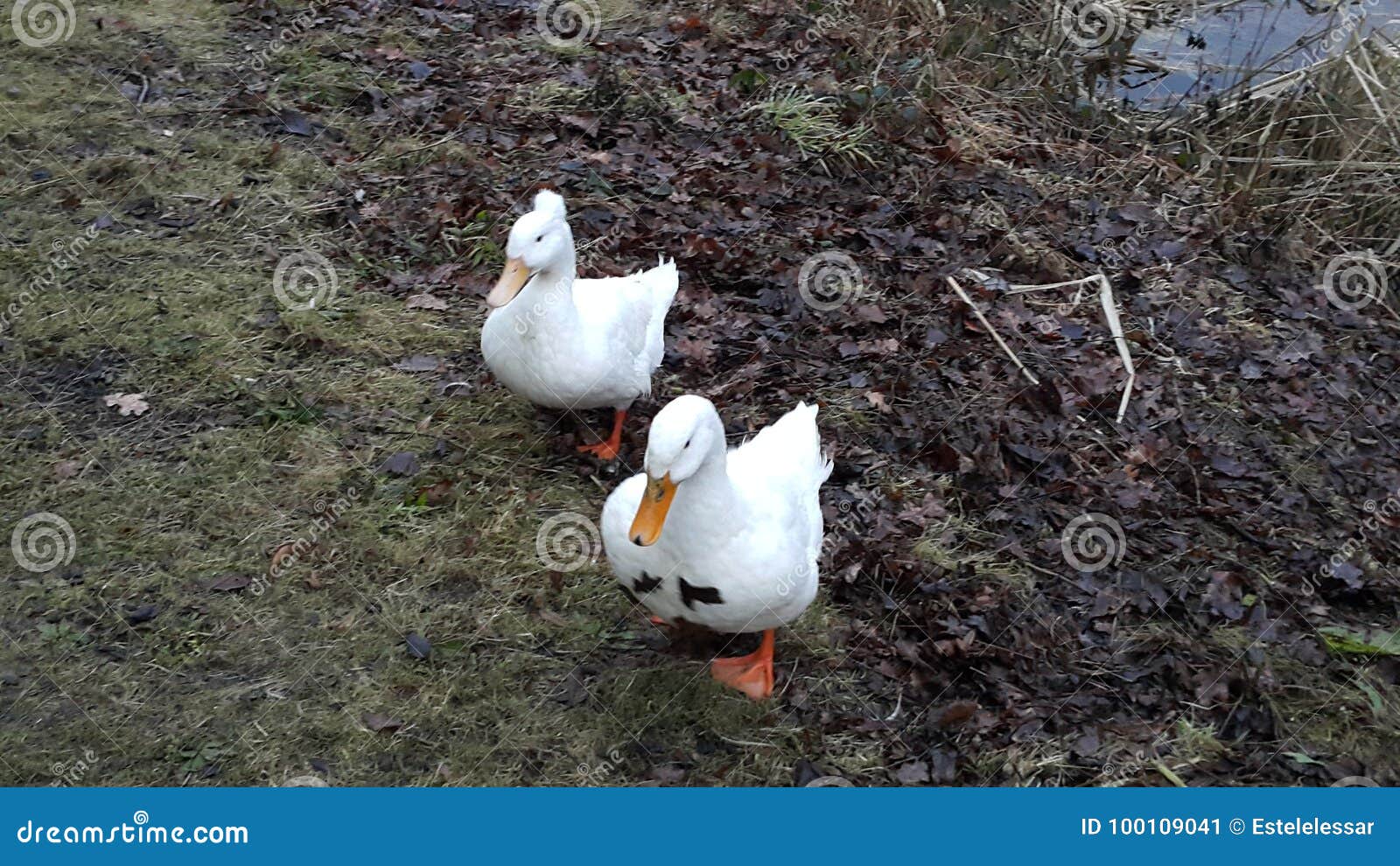 Patos lindos imagen de archivo. Imagen de patos, lindo - 100109041