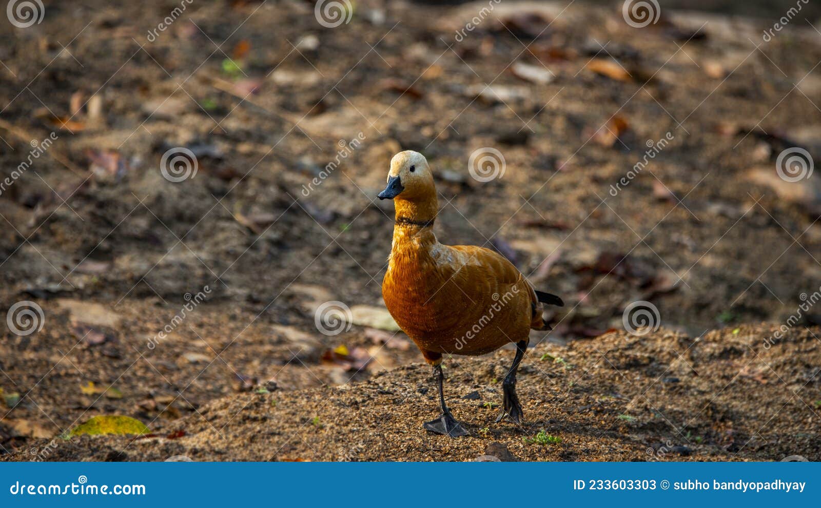 Patos Migratorios De La India Imagen de archivo - Imagen de india ...