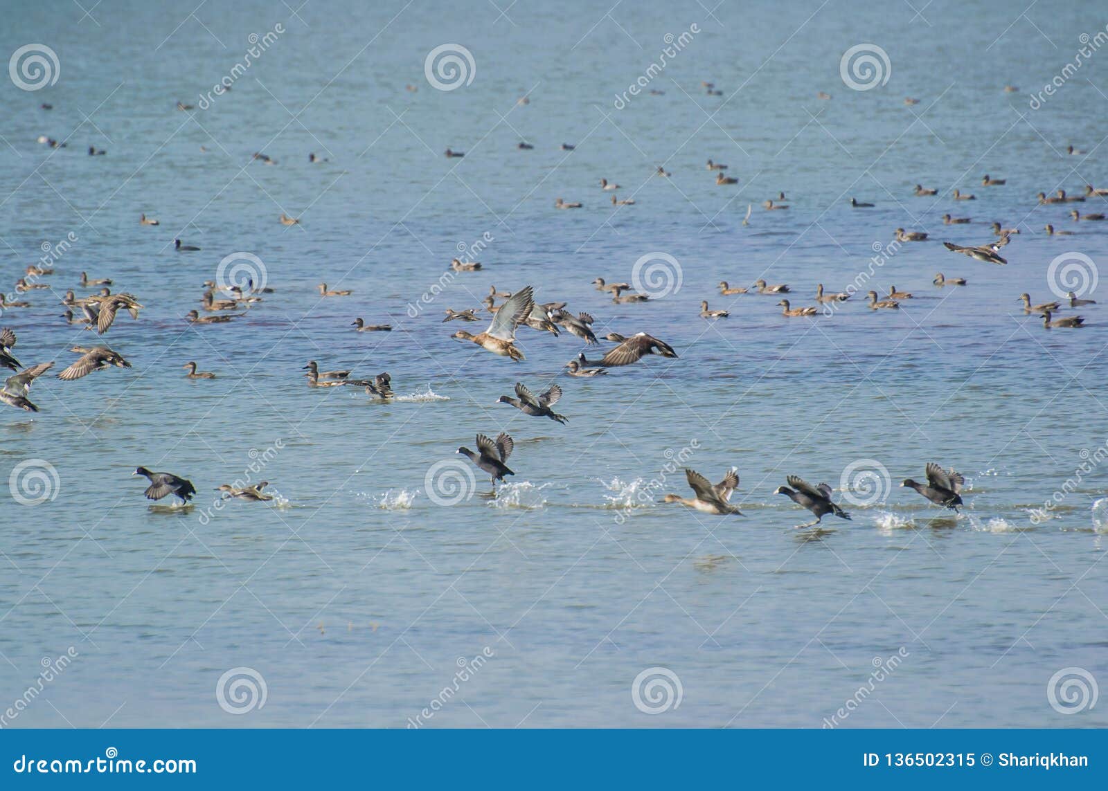 Patos Migratorios Y Fochas Comunes Imagen de archivo - Imagen de ...