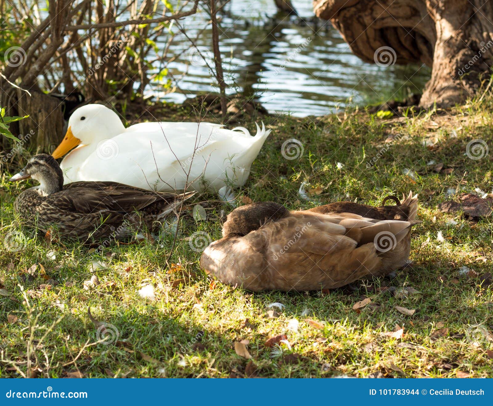 Patos no lago foto de stock. Imagem de patos, ainda - 101783944